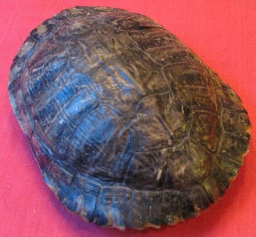 Turtle Shell, Large 1 – Cedar Mountain Drums